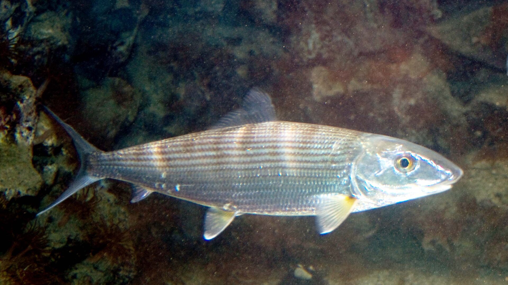 Bonefishing in the Cook Islands Stunning 1 Foot Island...