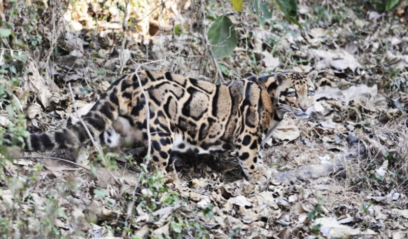 The Secret Life of Clouded Leopards: 7 Reasons Why They're