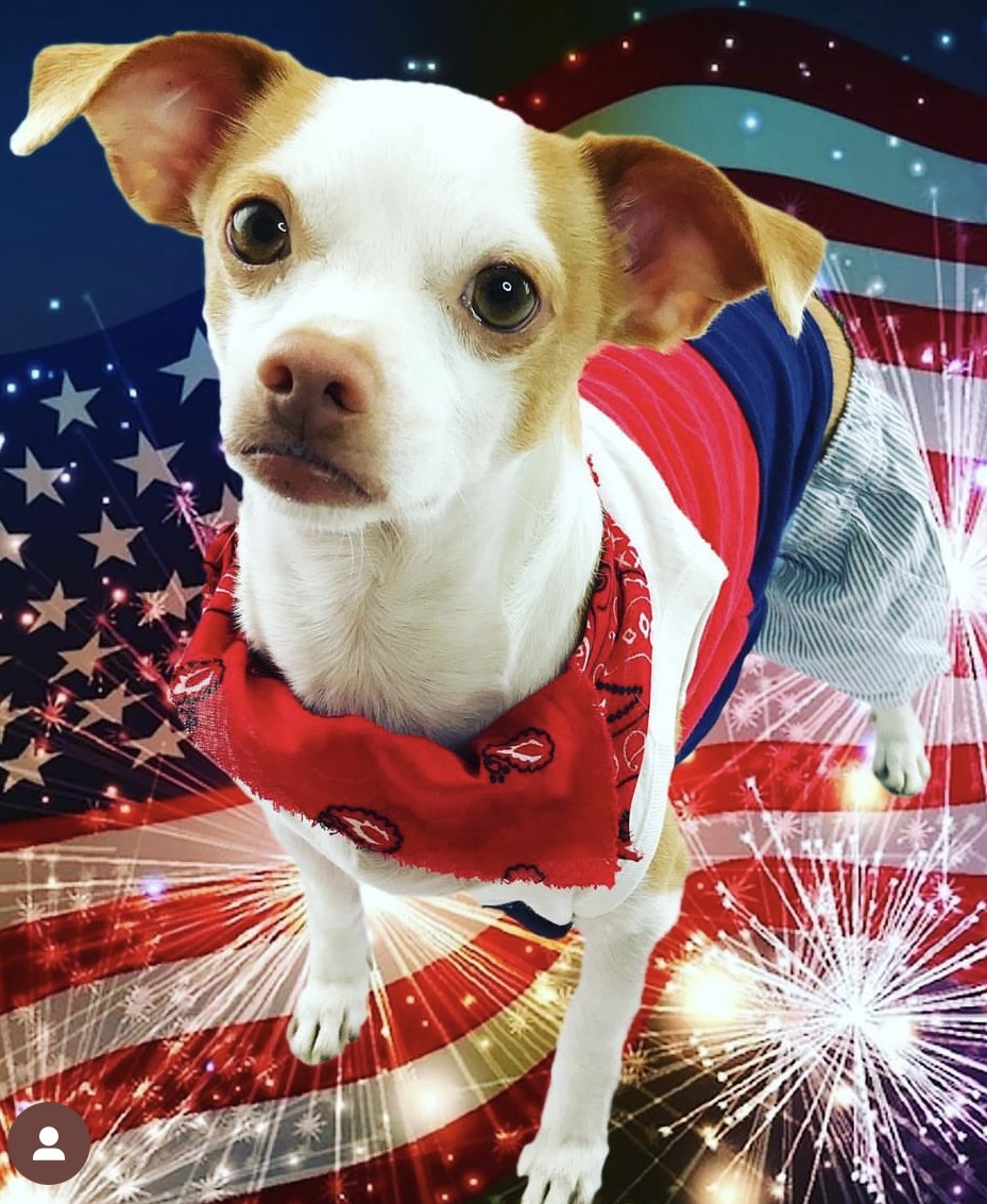 Fireworks and Pets: 7 Essential Safety Tips for Animal...