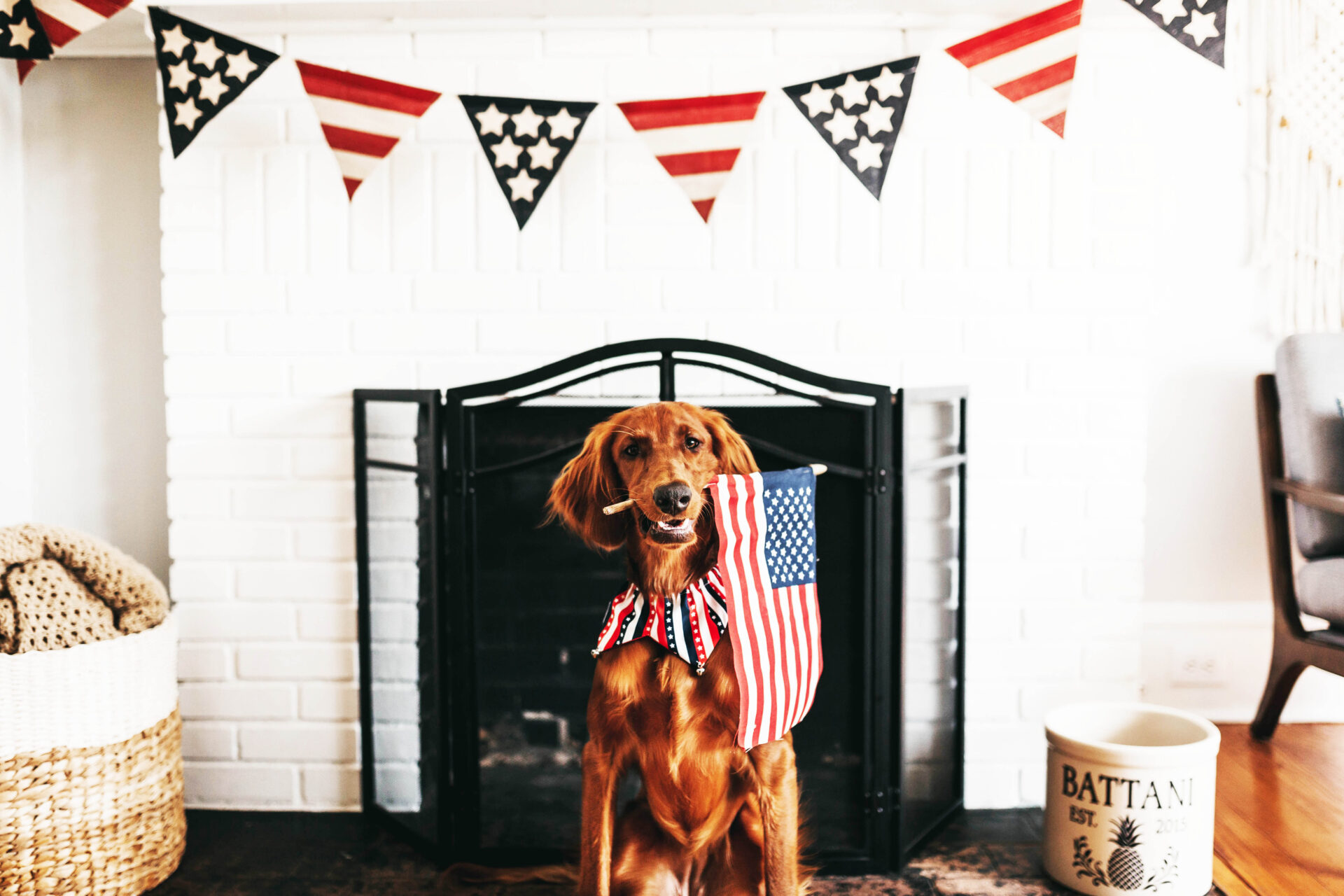 Fireworks and Pets: 7 Essential Safety Tips for Animal...