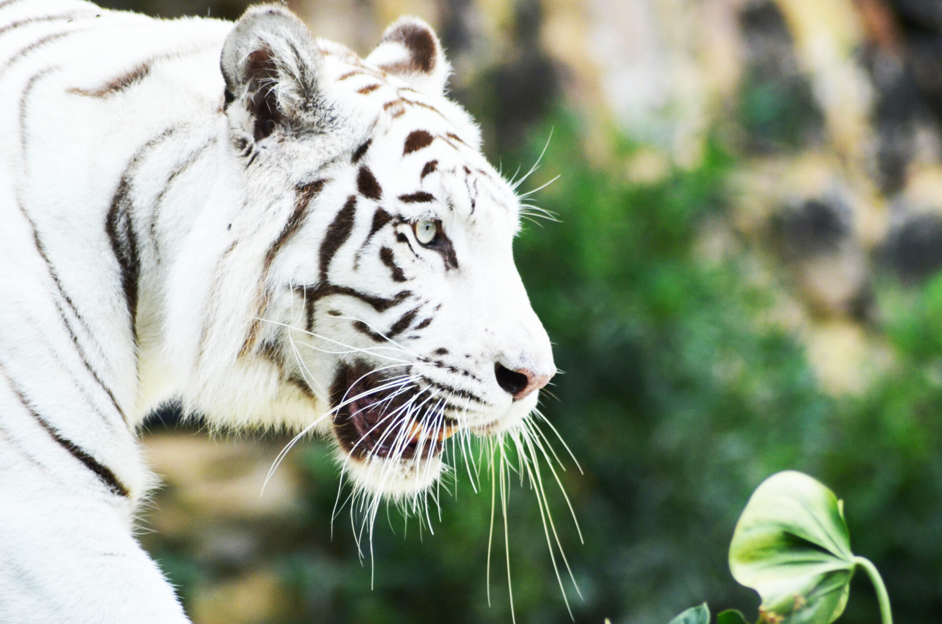 7 Roar-Some Adventures: Rare White Tigers at Madhya Tiger...