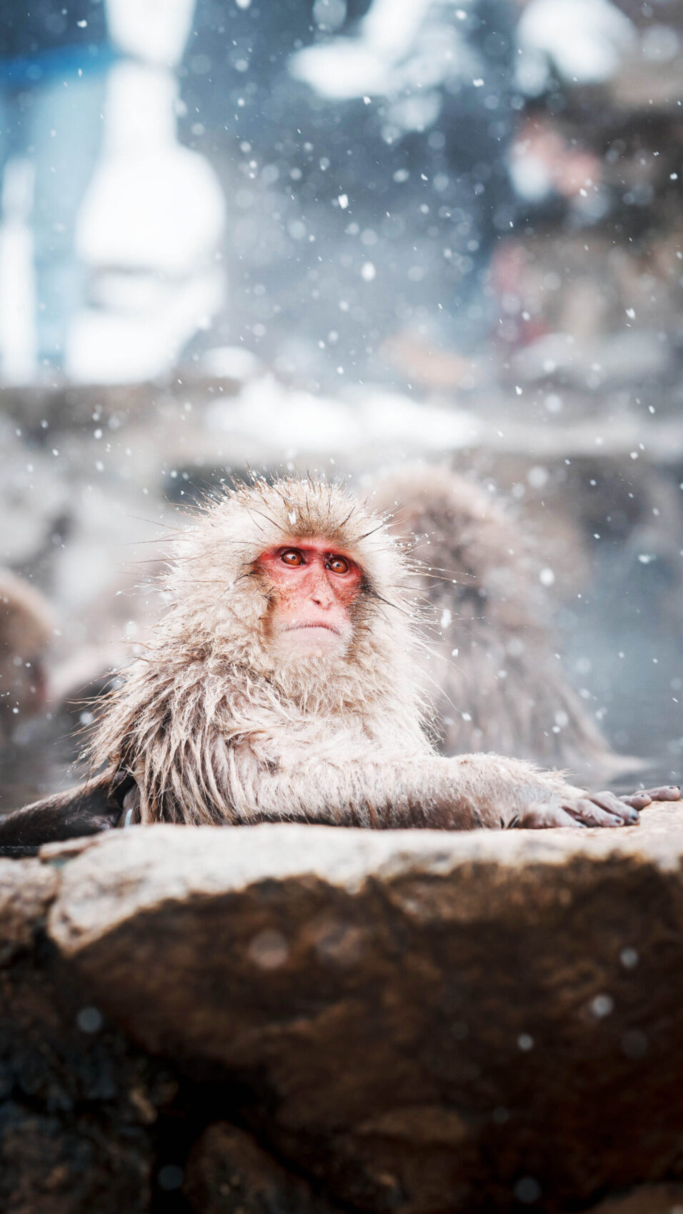 Adorable Hot Tubbing Snow Monkeys Take Over Japan - 5 Thing