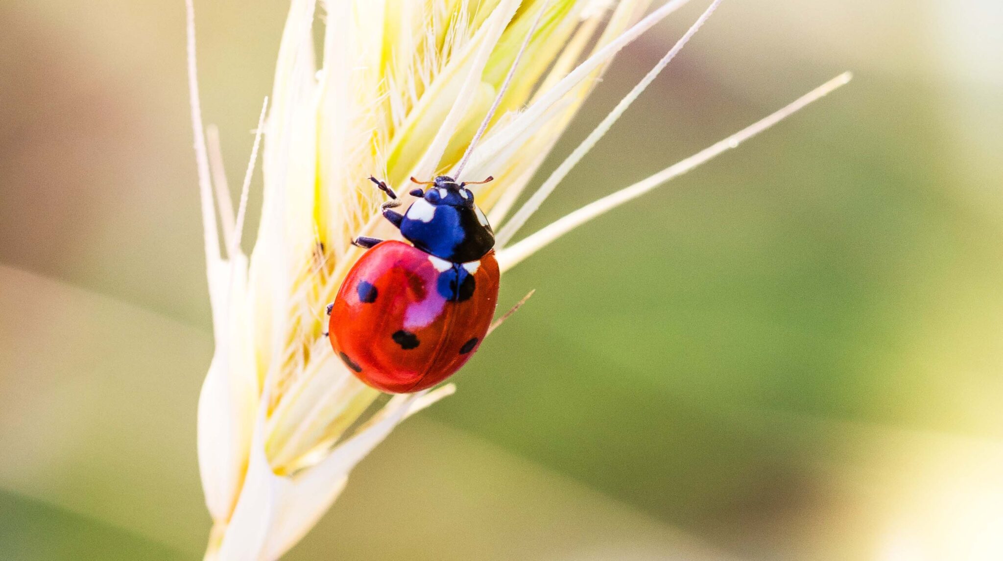 Lucky Ladybugs - More Than Just Adorable Spots and 2 Wings!