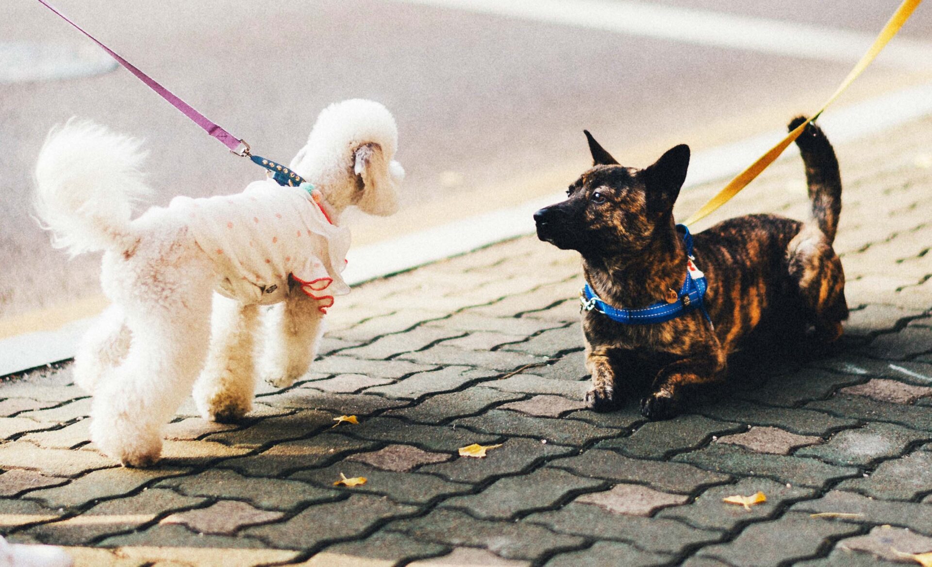 Pawsitively Parisian: 15 Amazing Places to Take Your Dog in