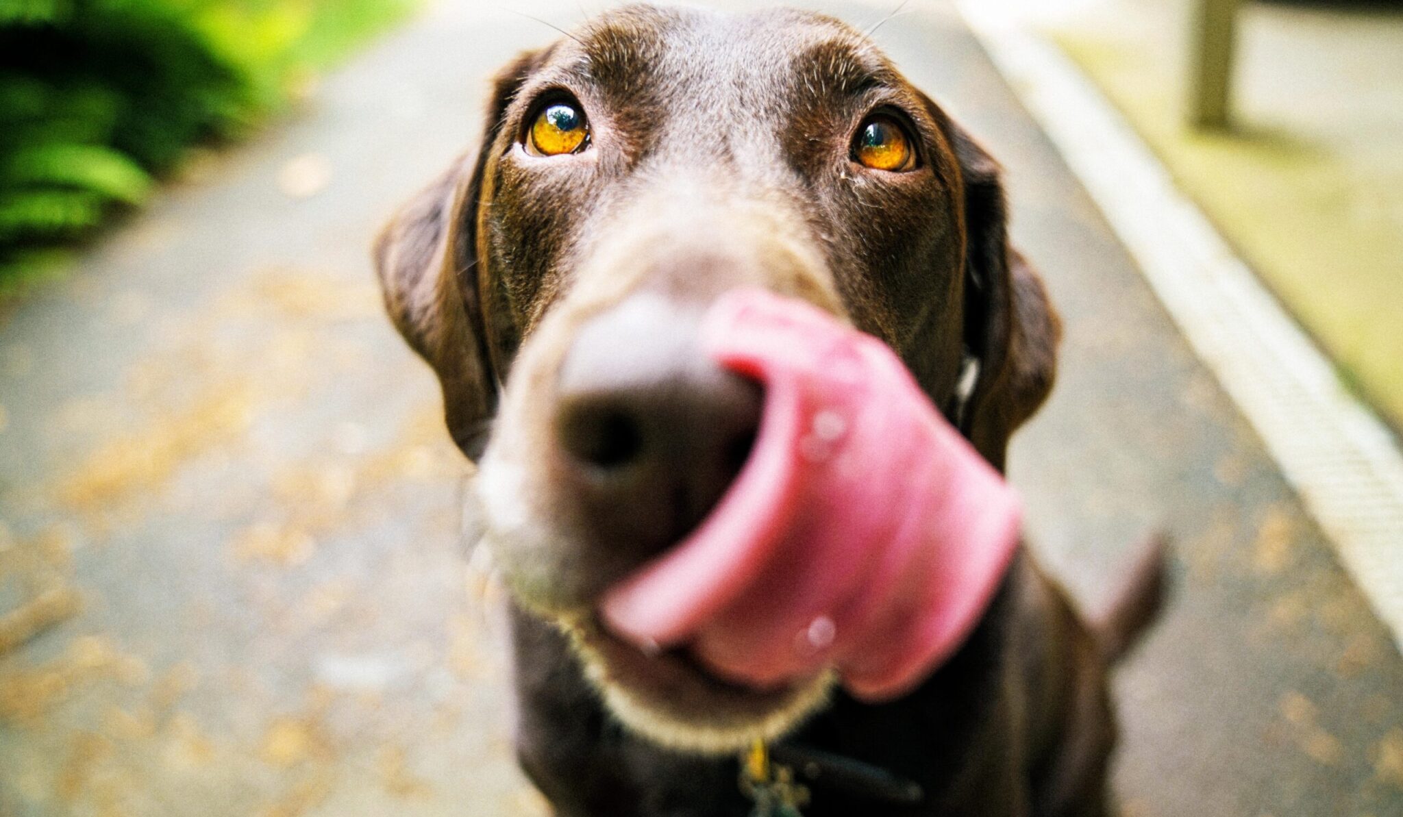 Pets Protecting Them with 25 Safety Precautions for Toxic...