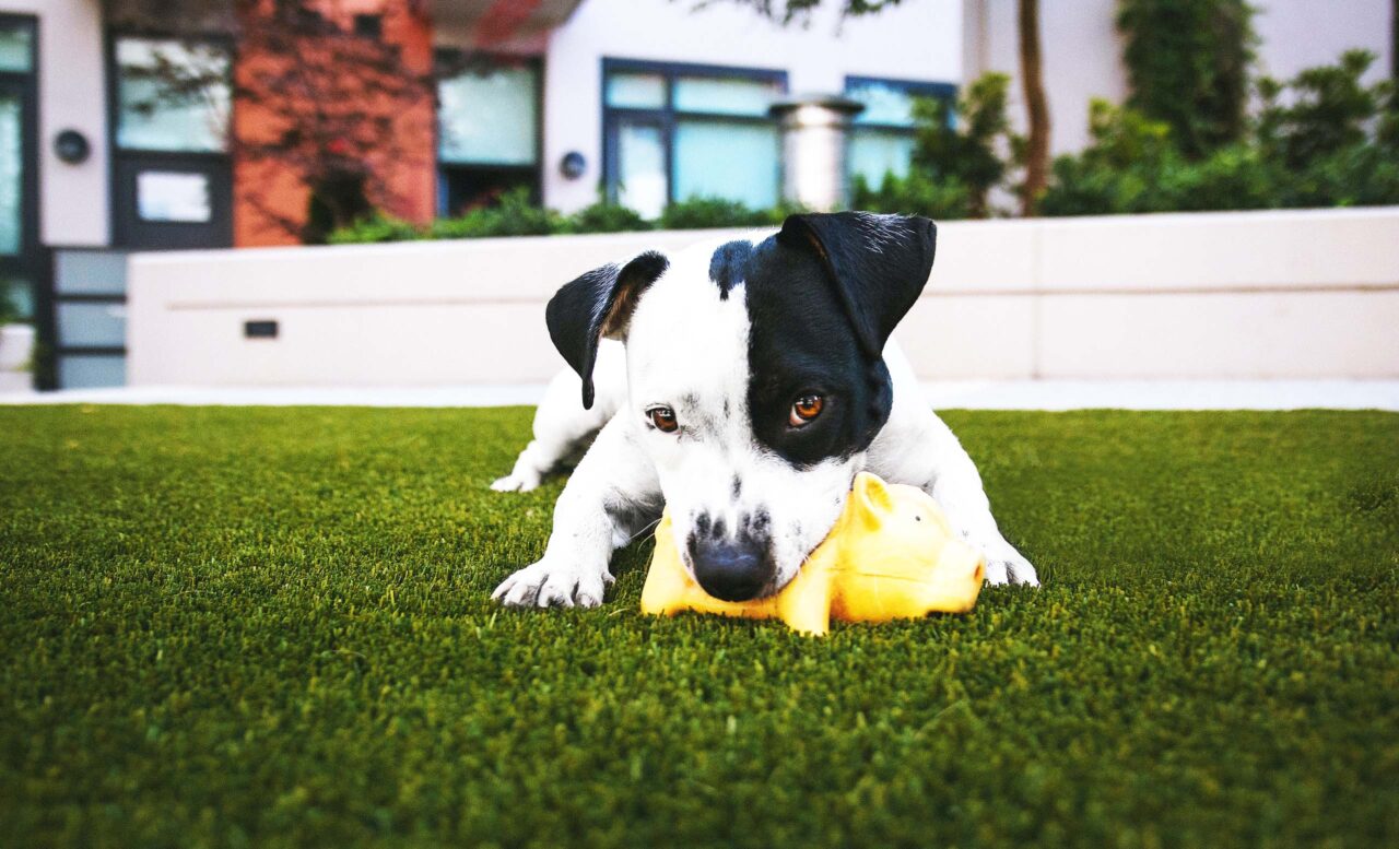 Pawsitively Parisian: 15 Amazing Places to Take Your Dog in