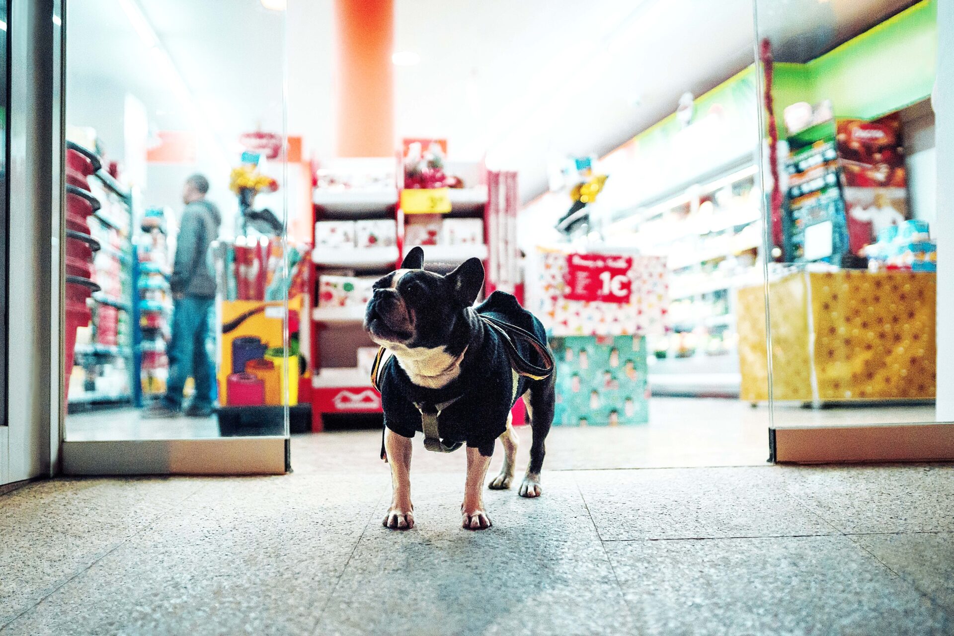 Pawsitively Parisian: 15 Amazing Places to Take Your Dog in