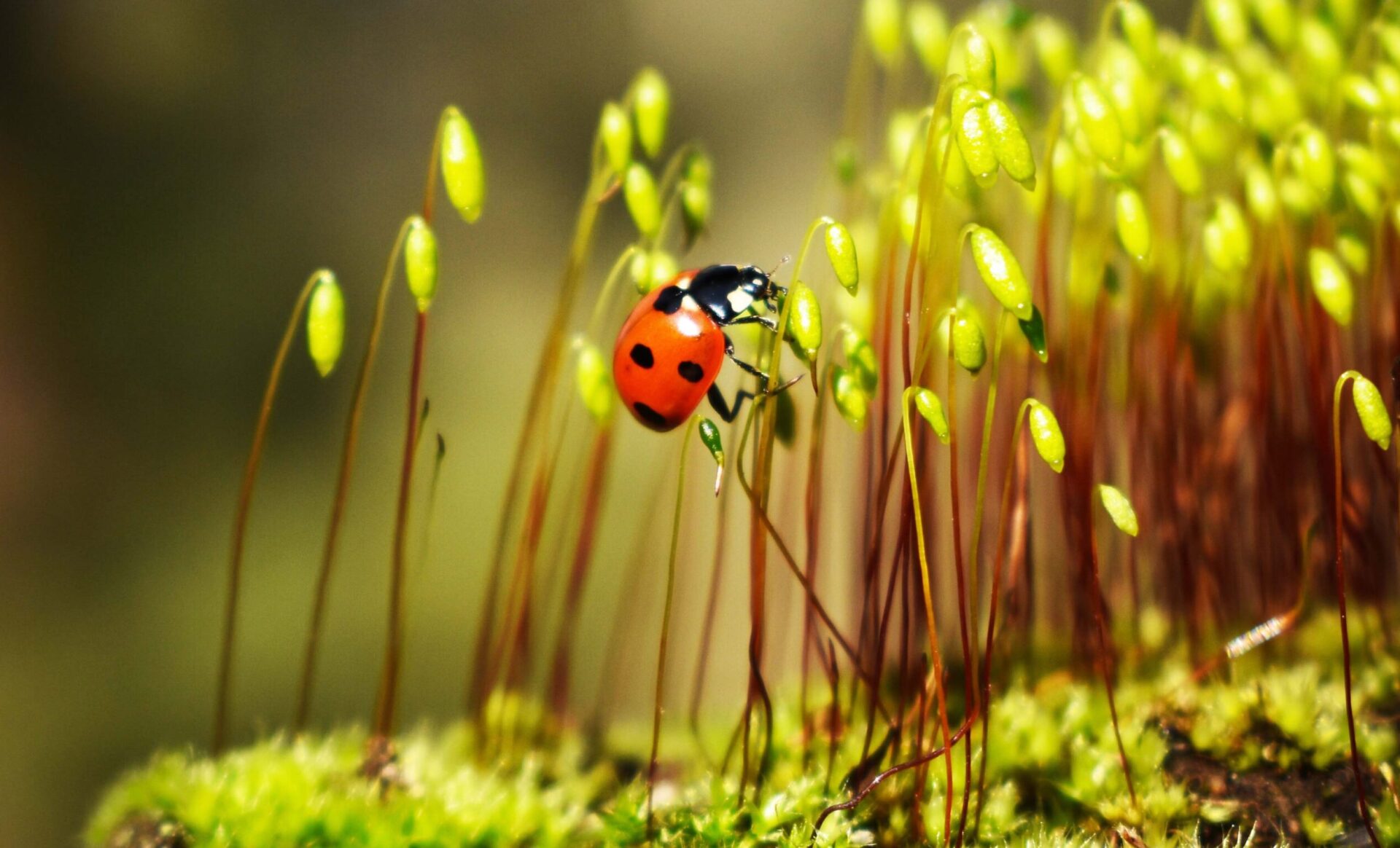 Lucky Ladybugs - More Than Just Adorable Spots and 2 Wings!