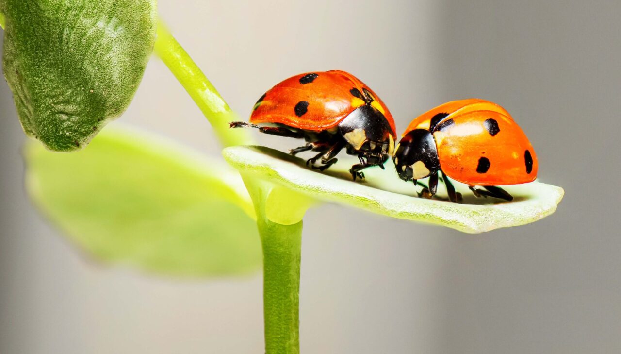 Lucky Ladybugs - More Than Just Adorable Spots and 2 Wings!
