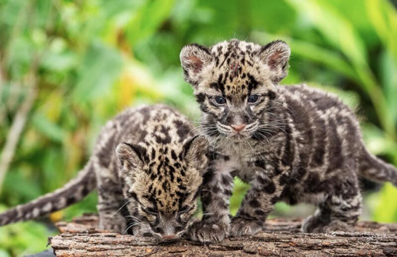 The Secret Life of Clouded Leopards: 7 Reasons Why They're