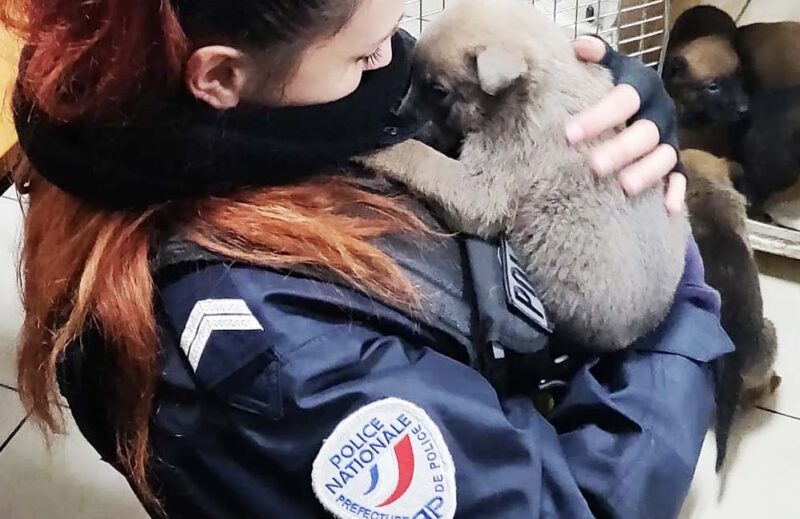 Pawsitively Parisian: 15 Amazing Places to Take Your Dog in