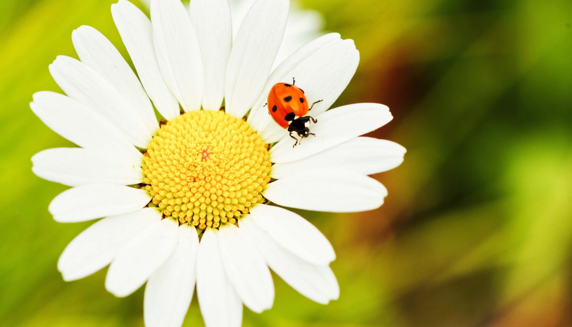 Lucky Ladybugs - More Than Just Adorable Spots and 2 Wings!