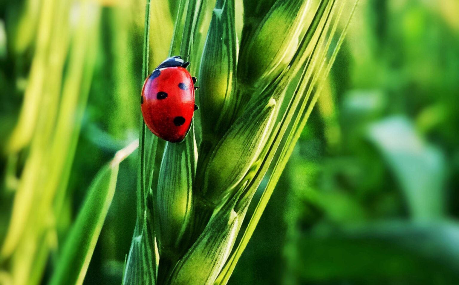 Lucky Ladybugs - More Than Just Adorable Spots and 2 Wings!