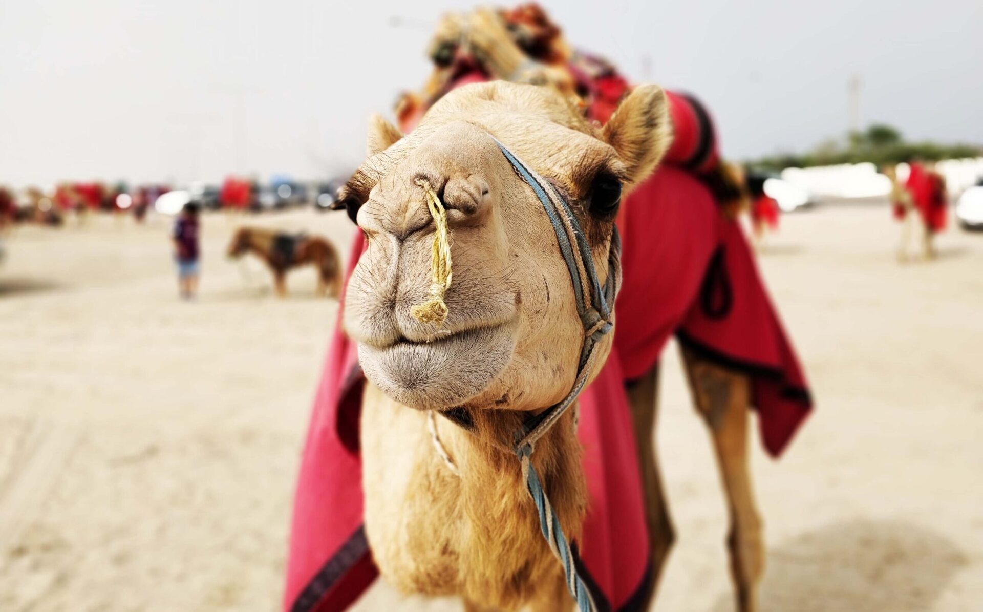 Qatar: Sand Dunes, Camel Rides and...Get Ready for 10 Great