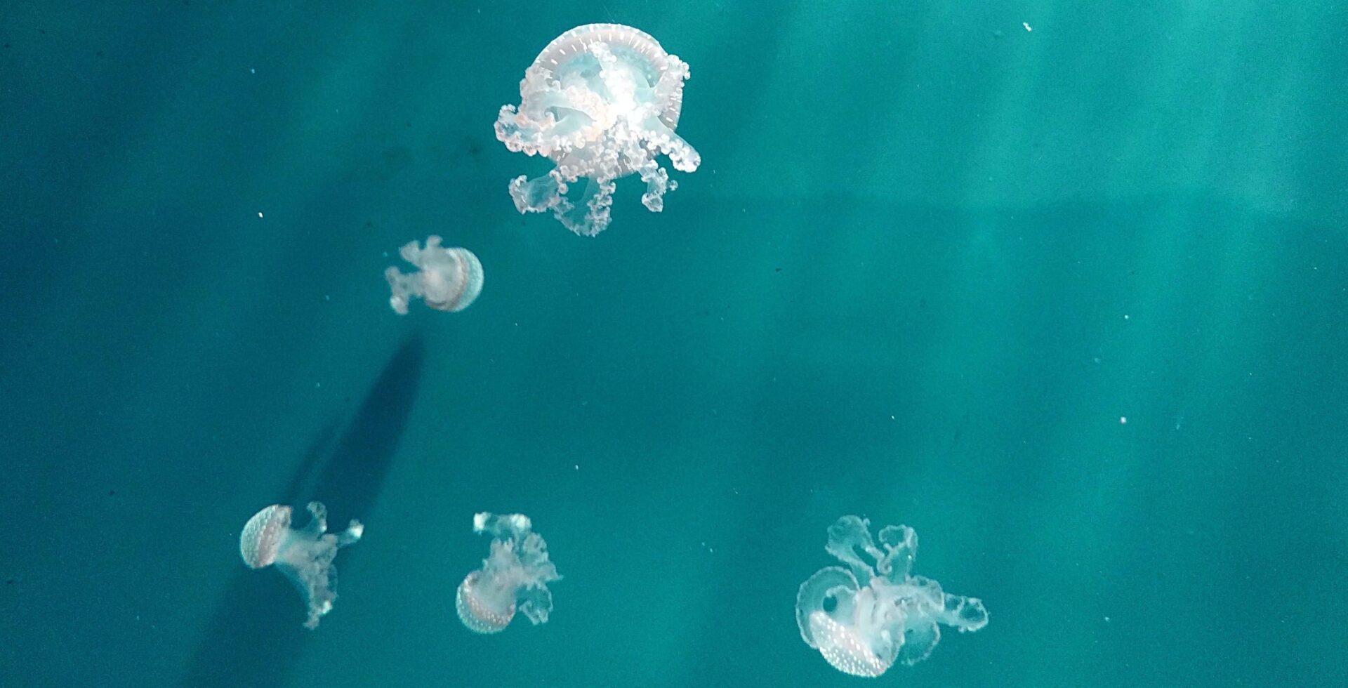 Jellyfish Stings: 21 Important Tips for Preventing, Treating