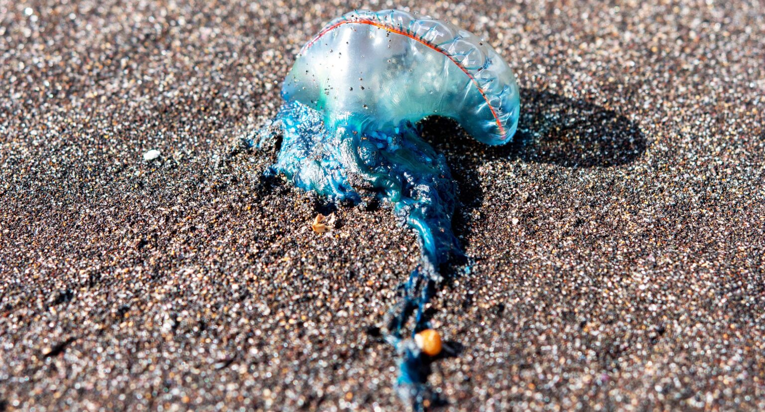 Jellyfish Stings: 21 Important Tips for Preventing, Treating