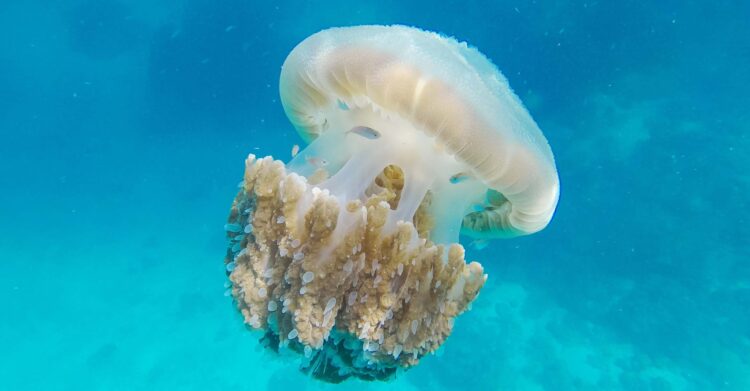 Jellyfish Stings: 21 Important Tips for Preventing, Treating