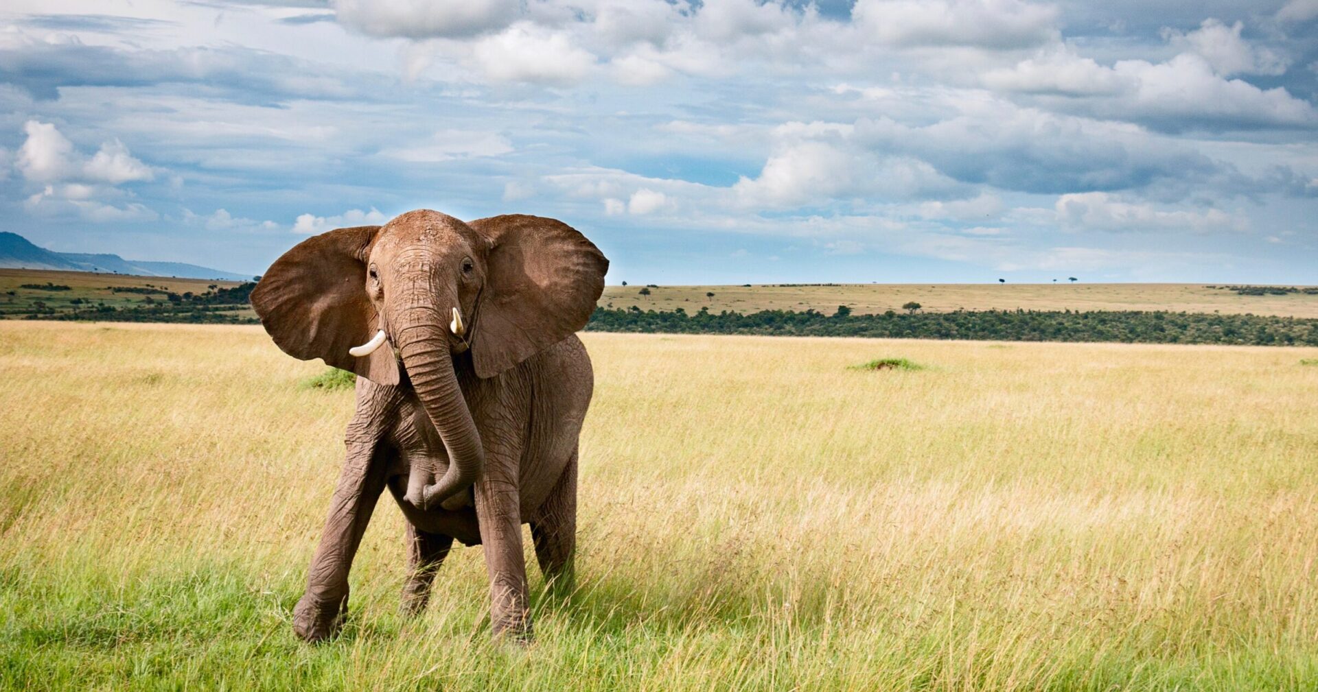 Amazing African Safaris -Spy 7 Budget-Friendly Safari Camps