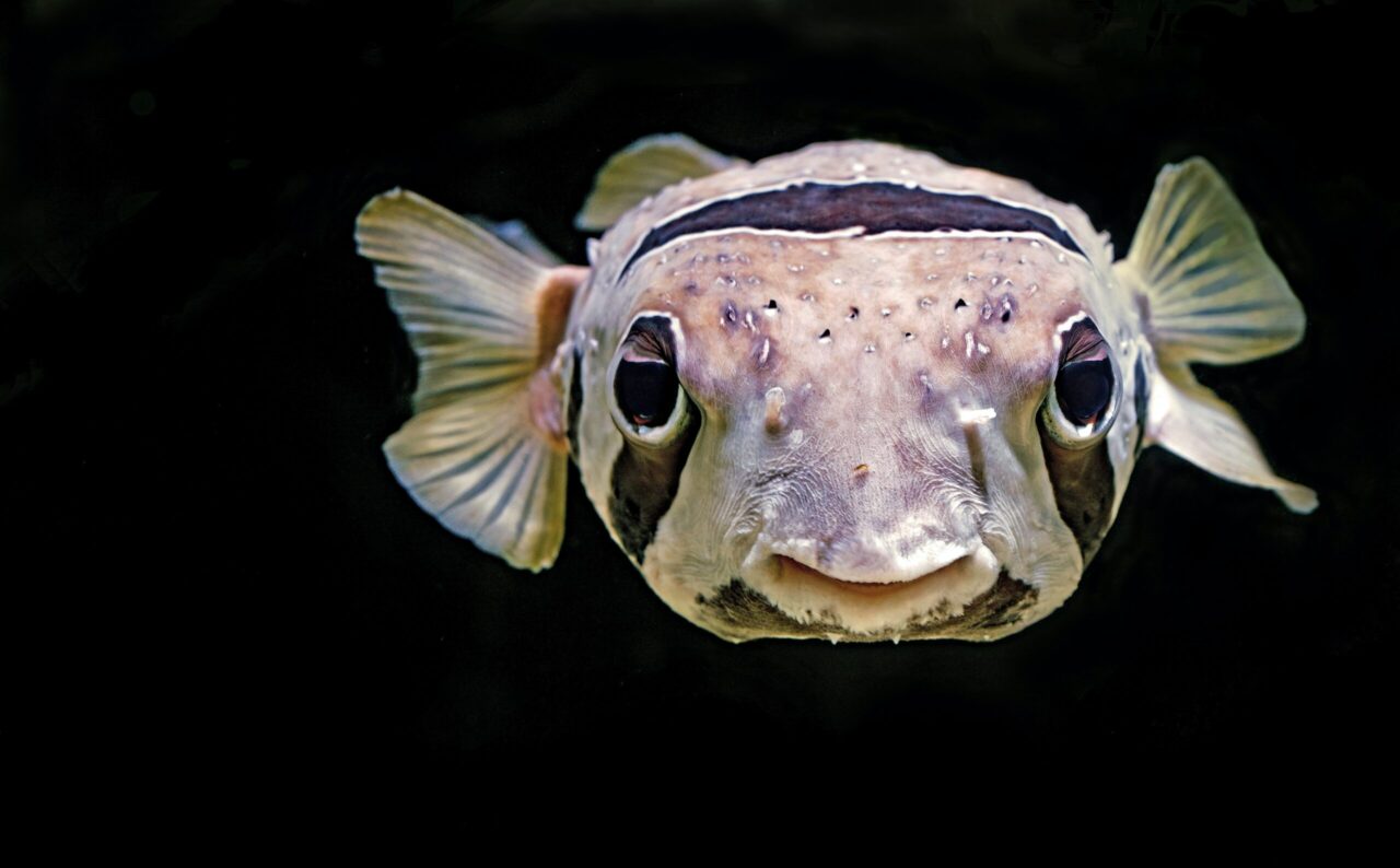 Fish Out of Water: 9 Best Tips For Finding a New Home for...