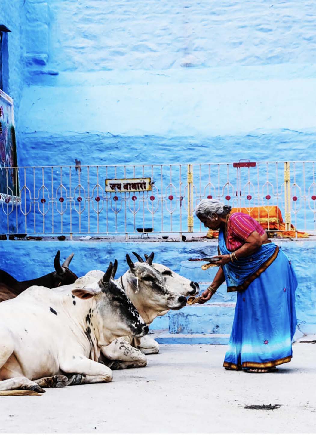 From Holy Cow to Holy WOW: 5 Great Reasons Why India's...