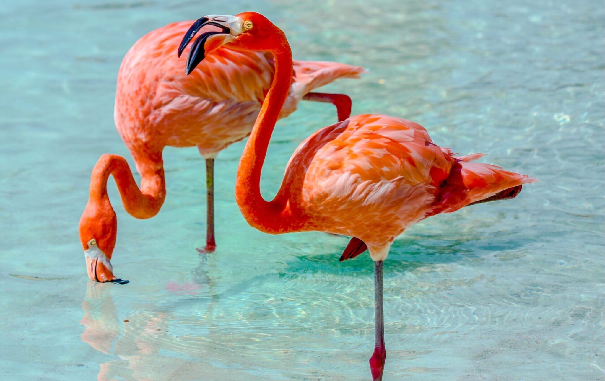 Flamingos Flocking Fabulous: How to Flamingle 7 Best Places
