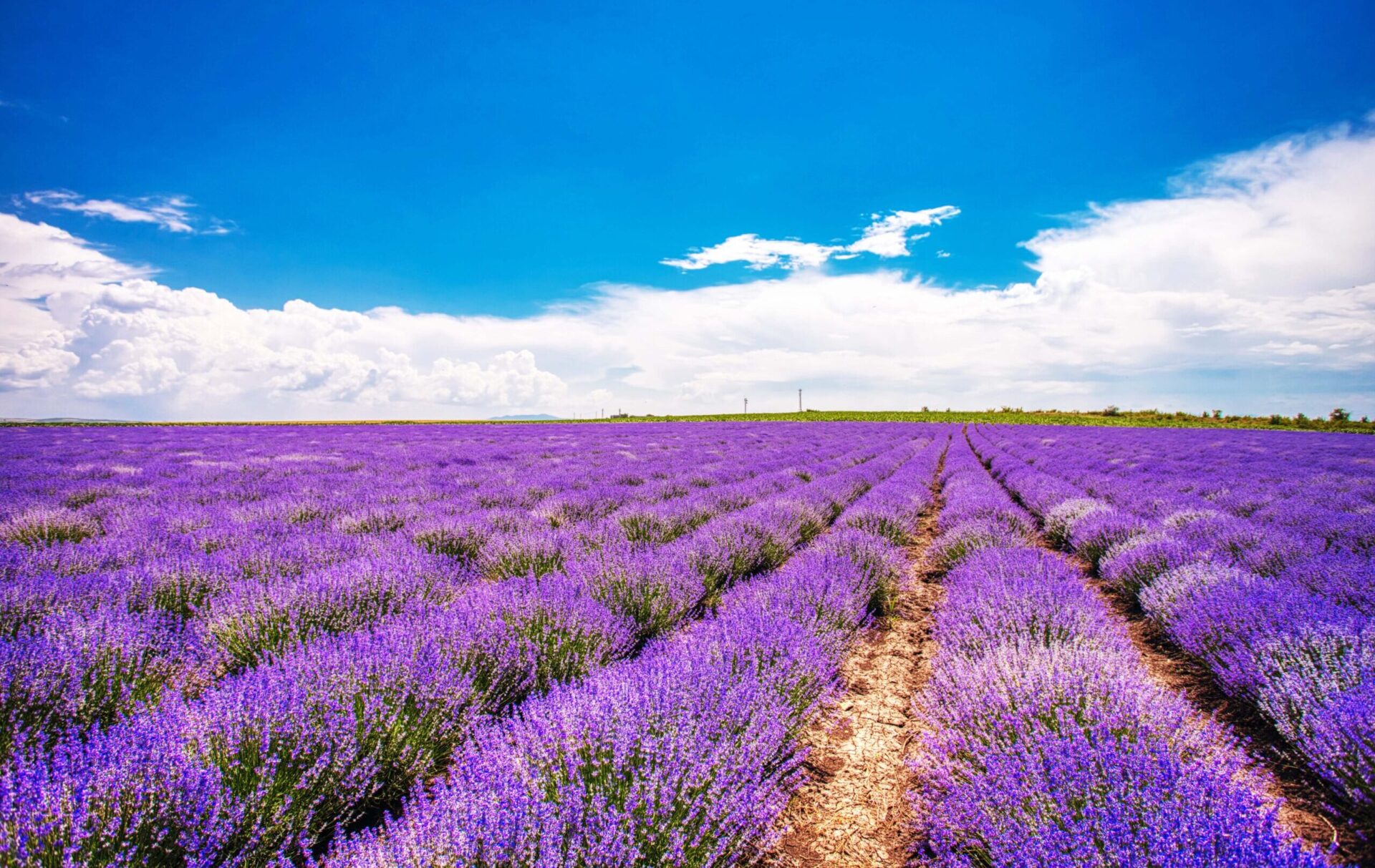 Lavender Fields Bliss: World's Lavender Locales to - 8 Great