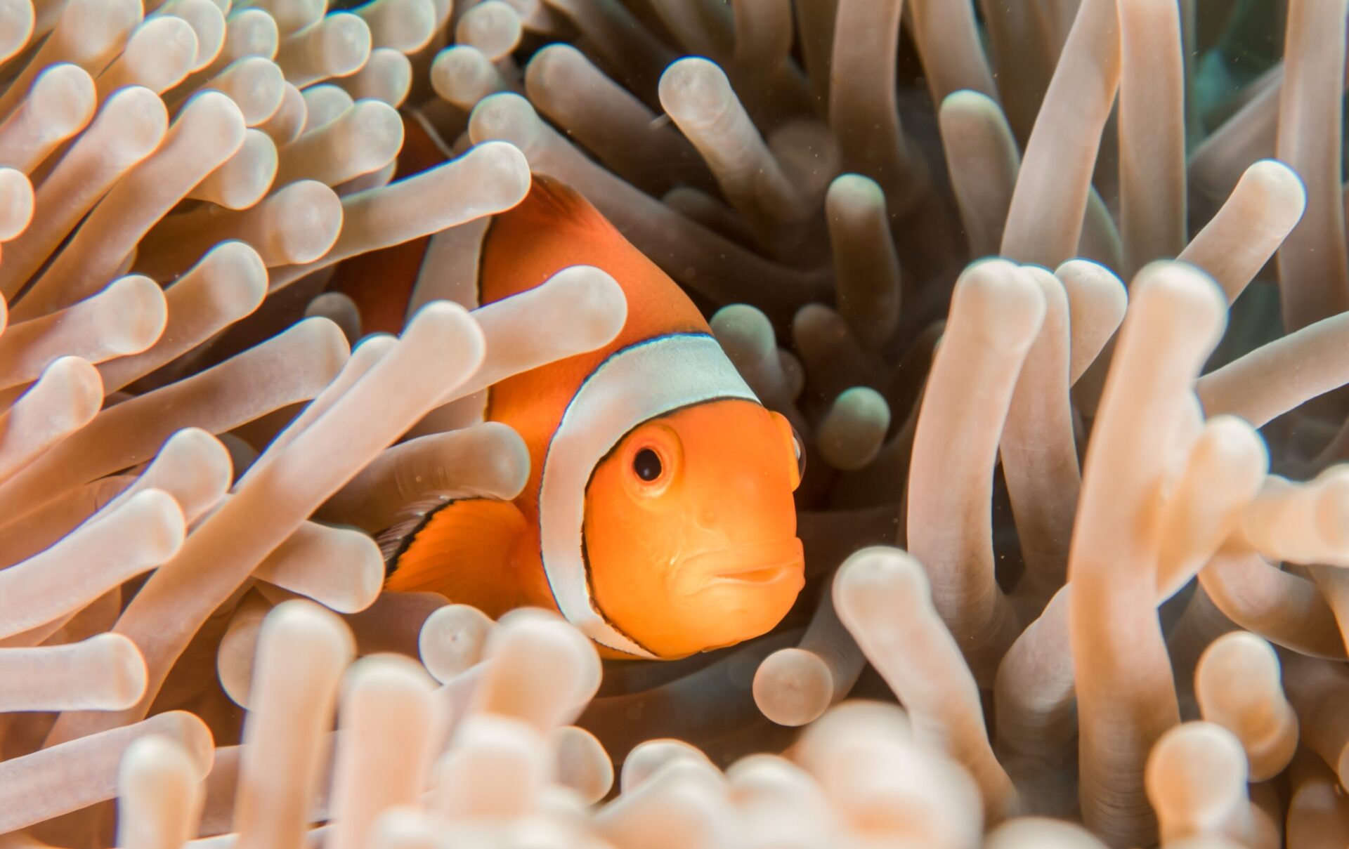 Fish Out of Water: 9 Best Tips For Finding a New Home for...