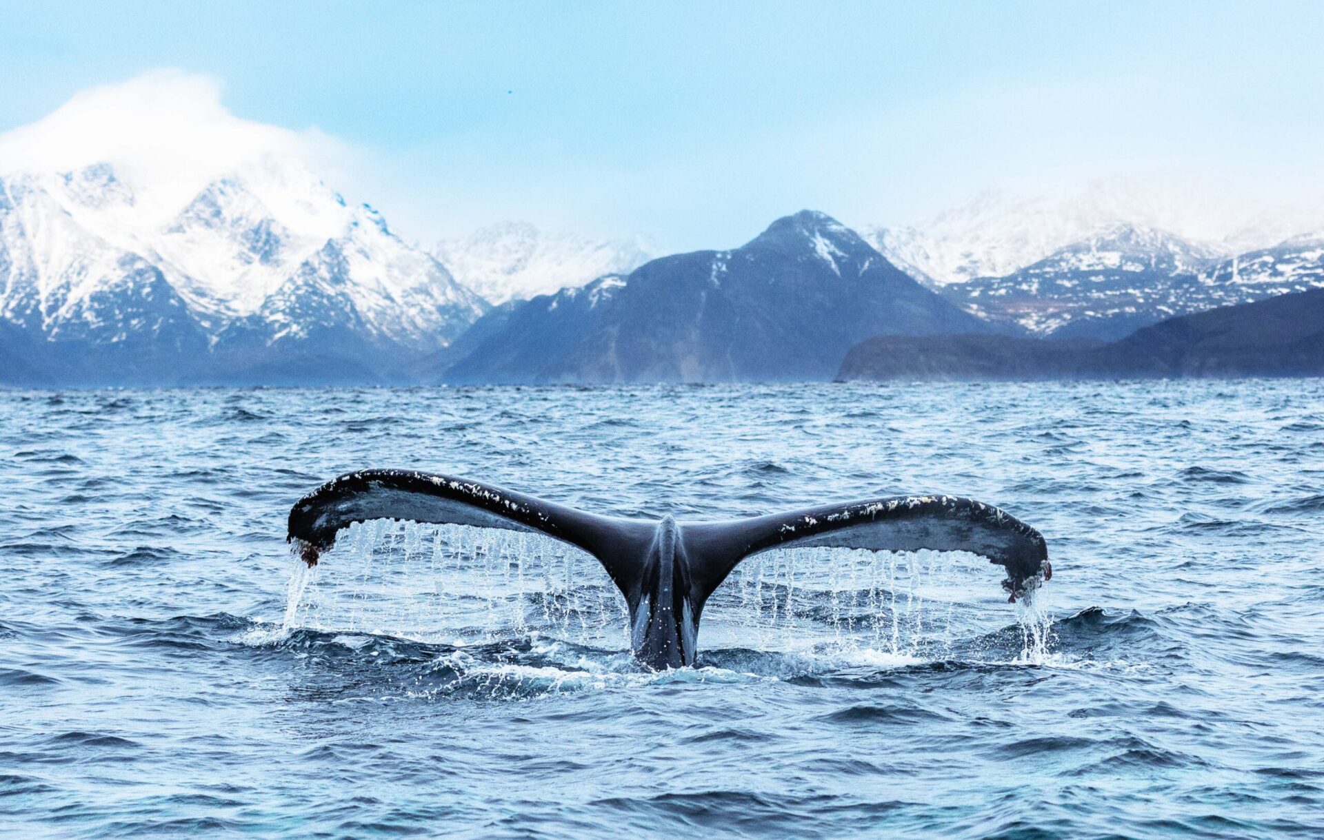 Whale Watching Guide: 9 Best Destinations Seasonal to See...