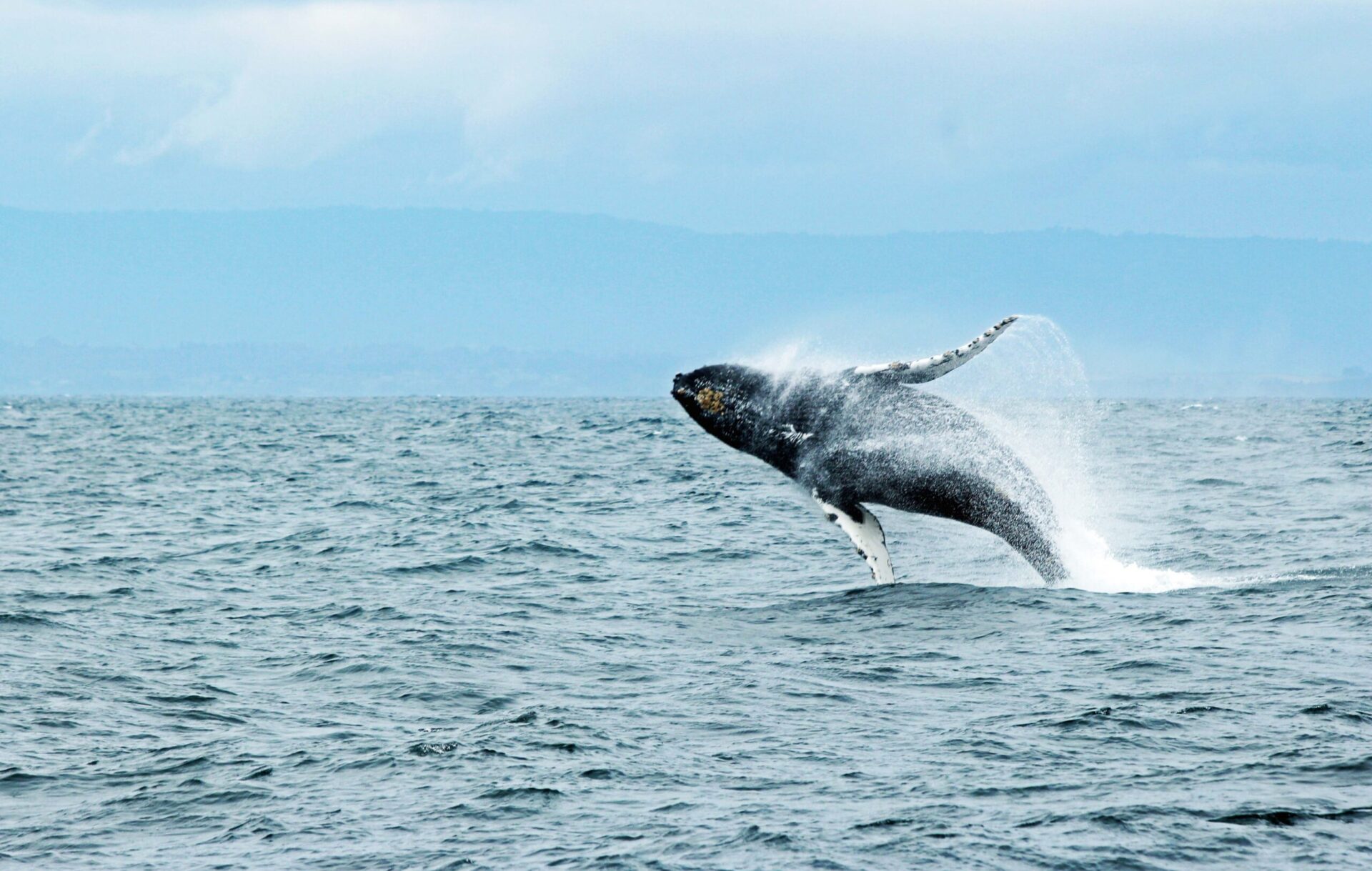 Whale Watching Guide: 9 Best Destinations Seasonal to See...