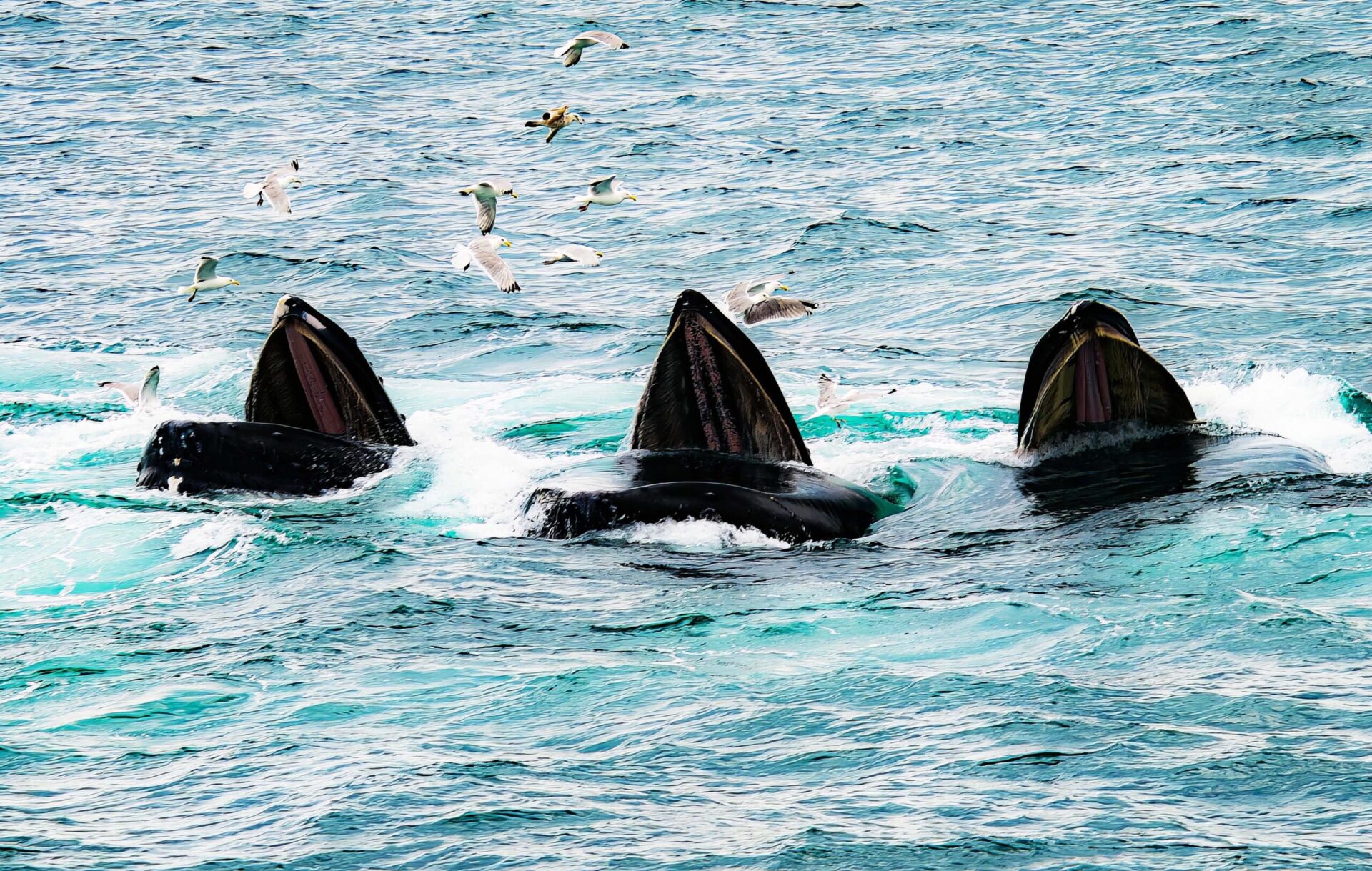 Whale Watching Guide: 9 Best Destinations Seasonal to See...