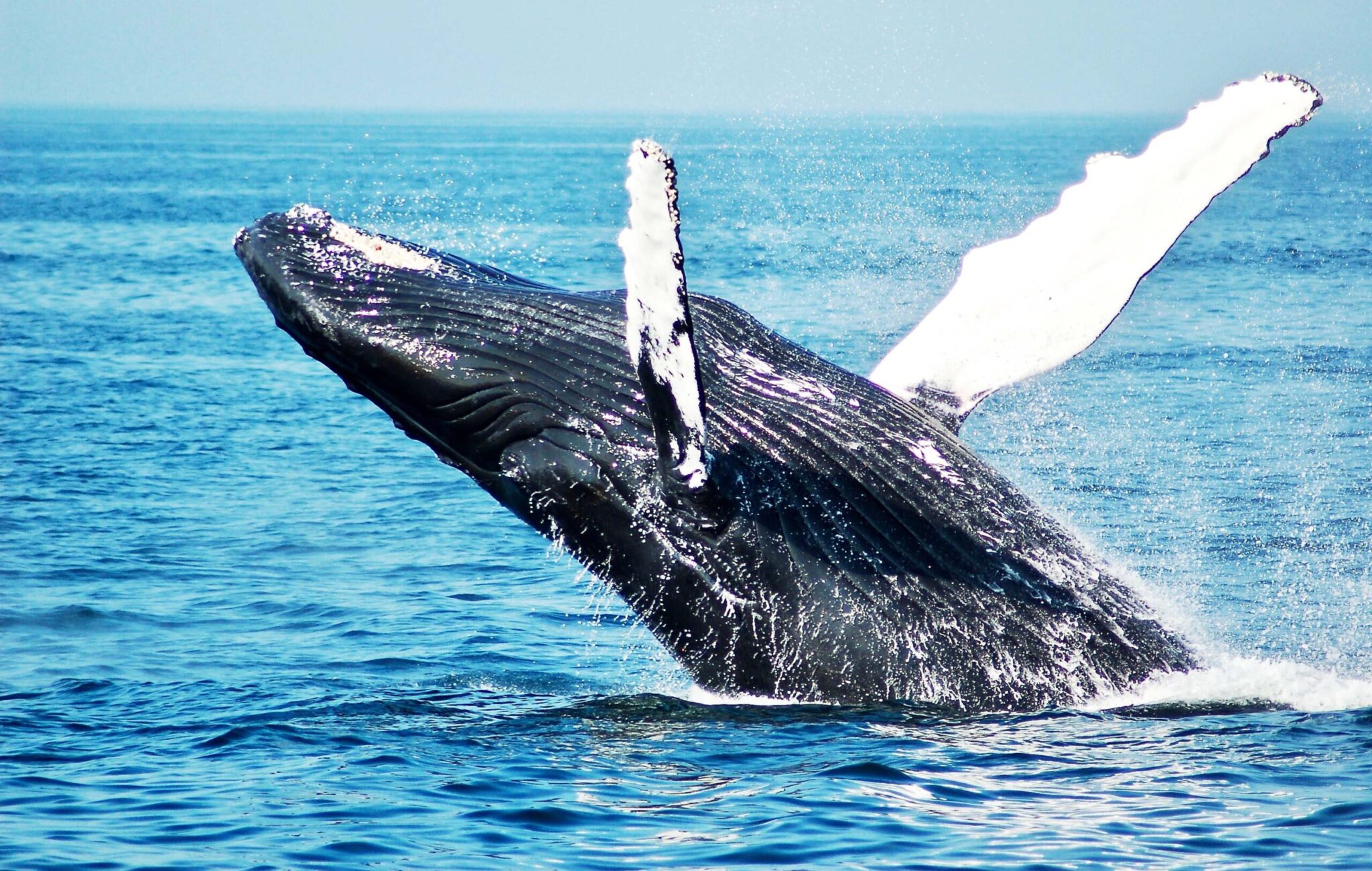 Whale Watching Guide: 9 Best Destinations Seasonal to See...