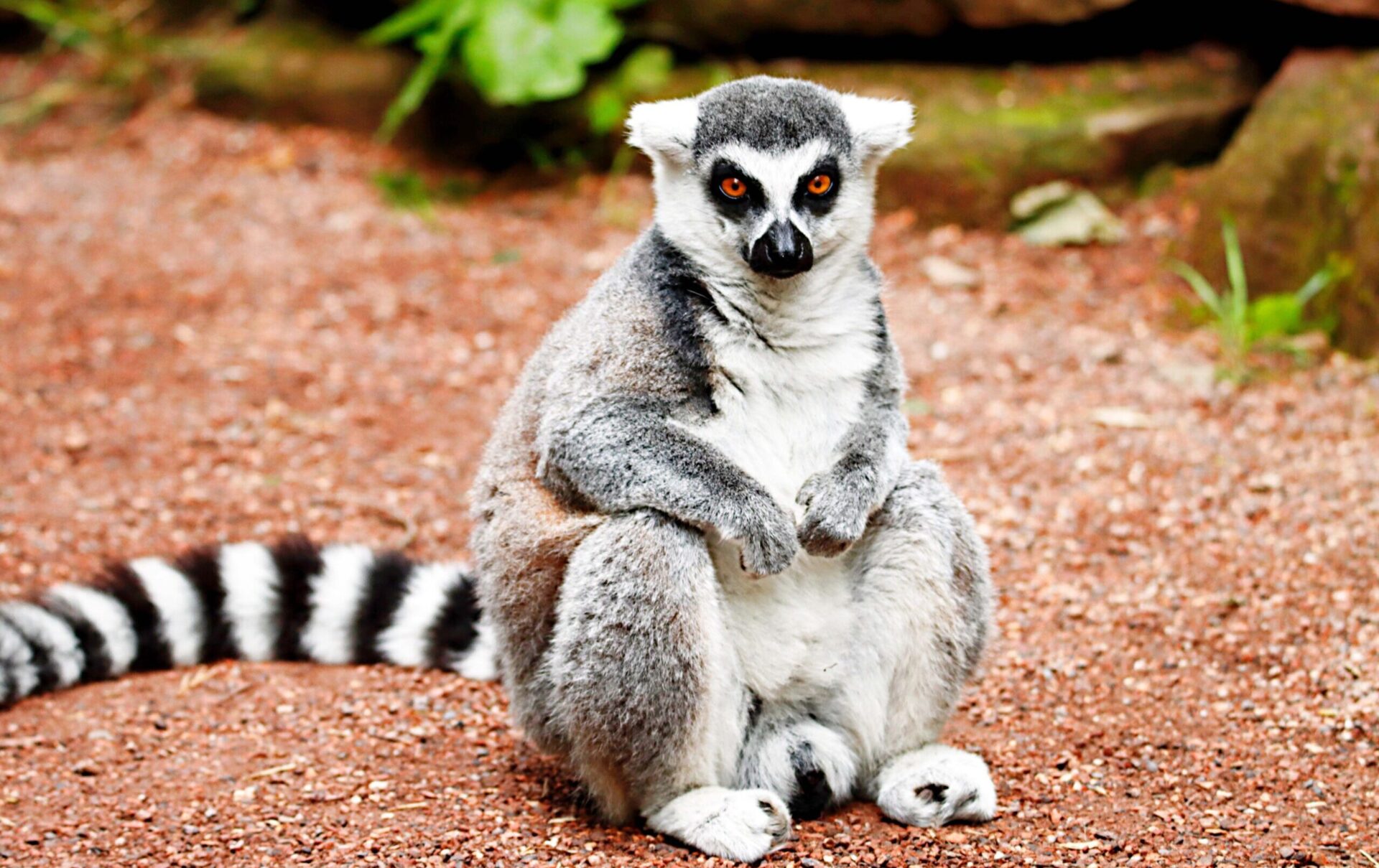 Madagascar: Where Lemurs Rule and Baobabs Tower - 20 Best