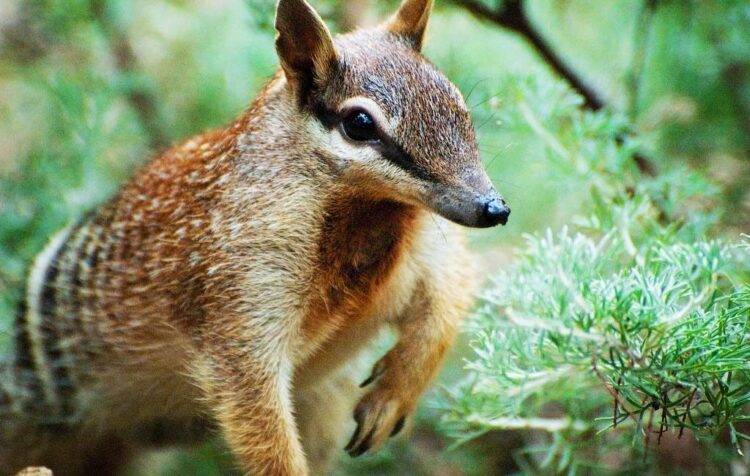 Quokkas Smile & Numbats Dance: Perth's 8 Great Wild Wonders