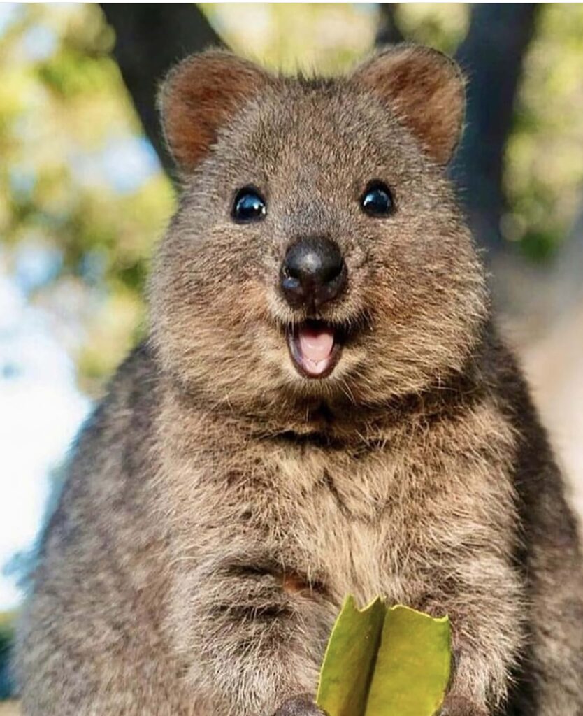 Quokkas Smile & Numbats Dance: Perth's 8 Great Wild Wonders