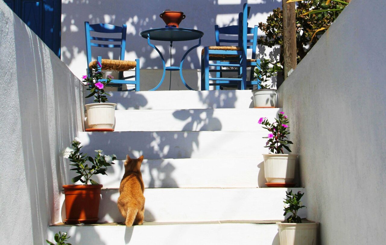 Cat Islands of Greece: Fur Real with Purr-fect 7 Best Greek