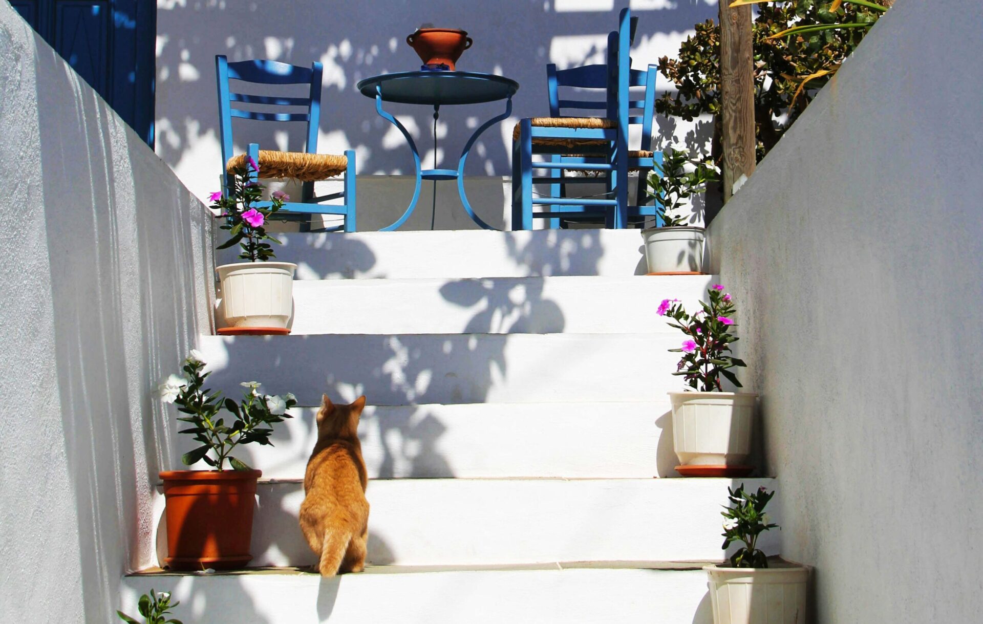 Cat Islands of Greece: Fur Real with Purr-fect 7 Best Greek