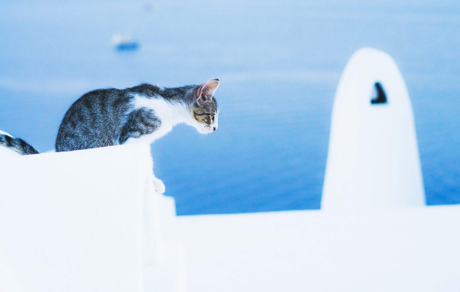 Cat Islands of Greece: Fur Real with Purr-fect 7 Best Greek