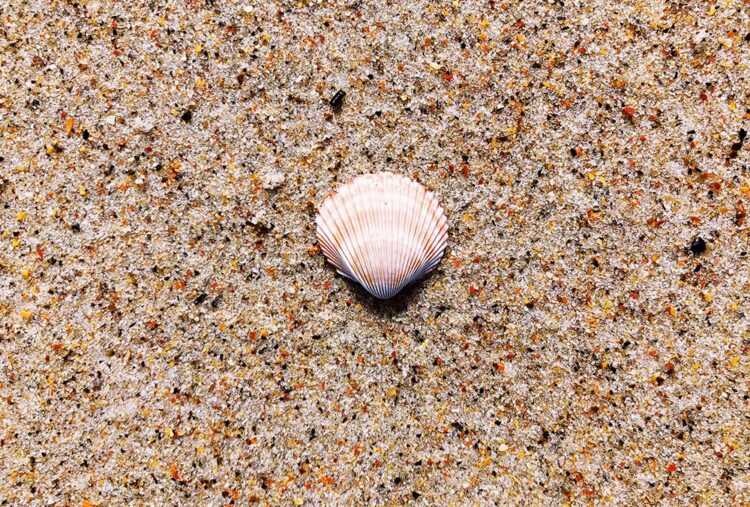 Collecting Seashells Responsibly 7 Best Ways to Enjoy Your