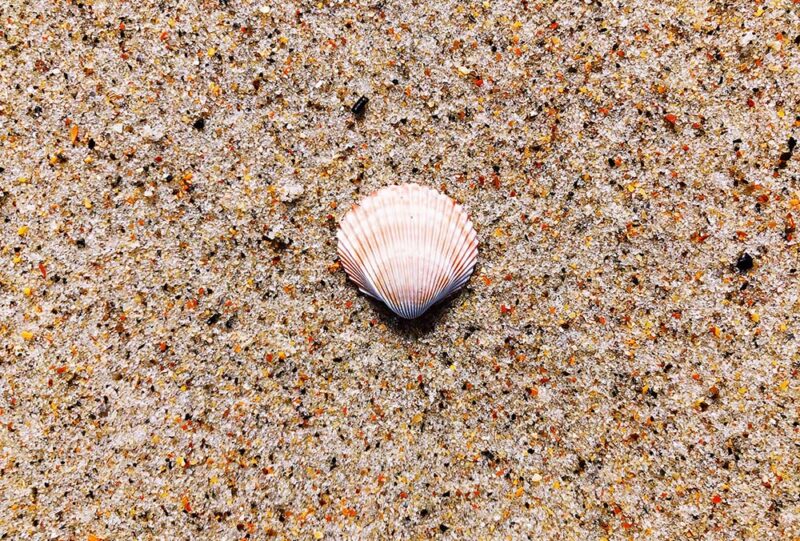 Collecting Seashells Responsibly 7 Best Ways to Enjoy Your
