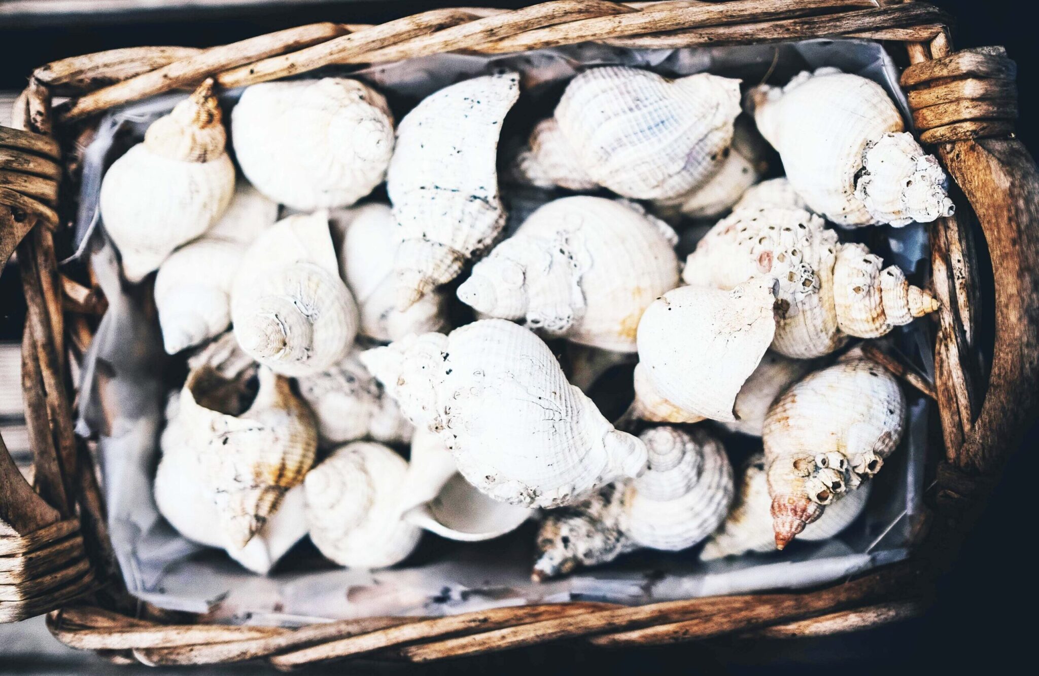 Collecting Seashells Responsibly 7 Best Ways to Enjoy Your