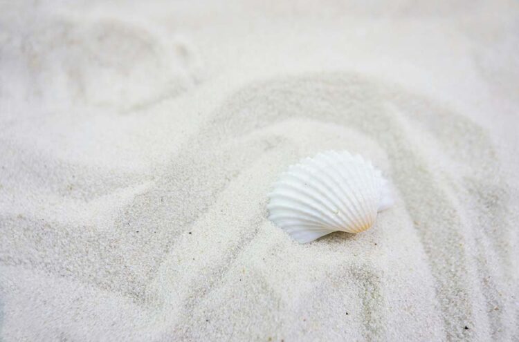 Collecting Seashells Responsibly 7 Best Ways to Enjoy Your