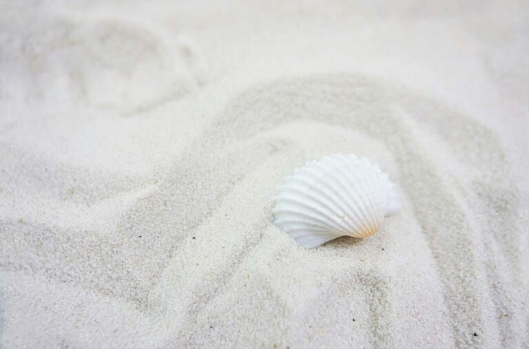 Collecting Seashells Responsibly 7 Best Ways to Enjoy Your