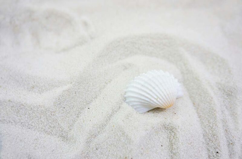 Collecting Seashells Responsibly 7 Best Ways to Enjoy Your