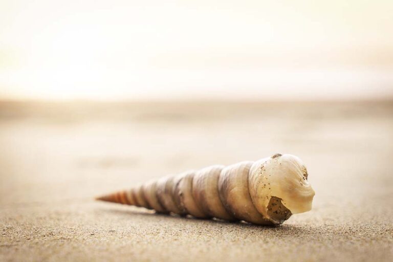 Collecting Seashells Responsibly 7 Best Ways to Enjoy Your