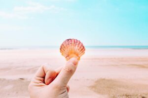 Collecting Seashells Responsibly 7 Best Ways to Enjoy Your