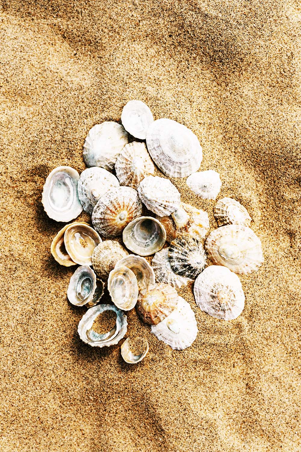Collecting Seashells Responsibly 7 Best Ways to Enjoy Your