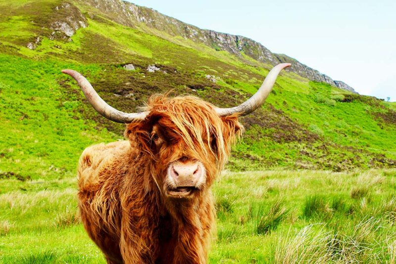 Scottish Highland Cows Moo-ving Over These Hairy Coos 6 Best