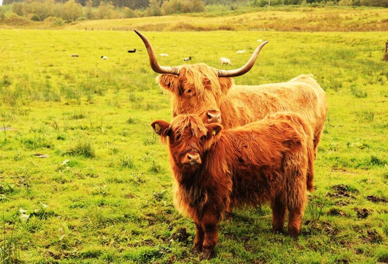 Scottish Highland Cows Moo-ving Over These Hairy Coos 6 Best