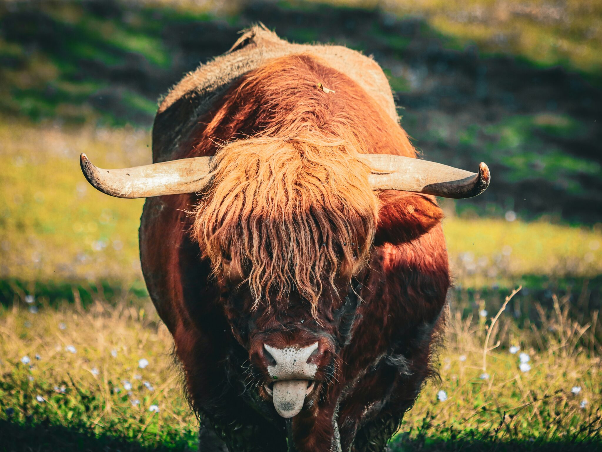 Scottish Highland Cows Moo-ving Over These Hairy Coos 6 Best