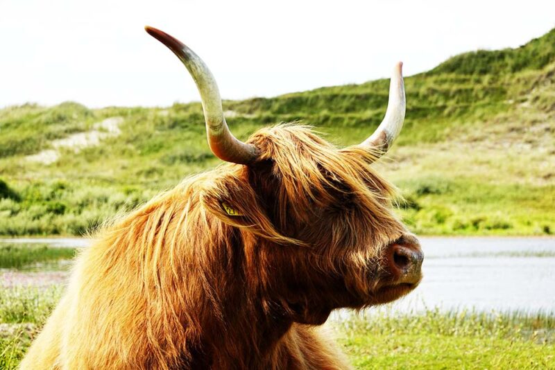 Scottish Highland Cows Moo-ving Over These Hairy Coos 6 Best